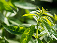 Verveine citronnelle – Terra Ô